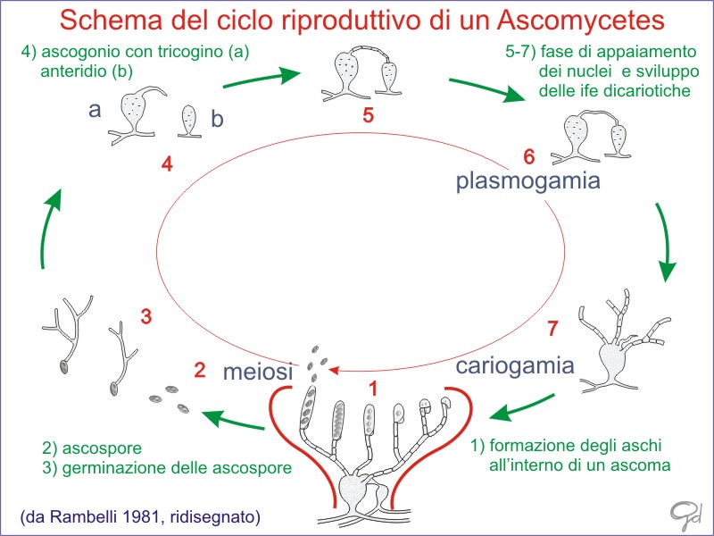Schema del ciclo riproduttivo di un Ascomycetes