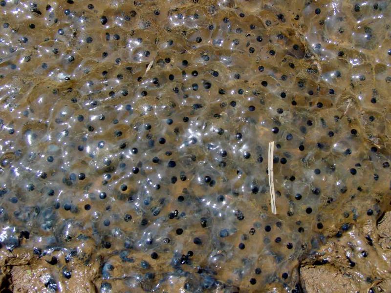 Contenuto di nani - Pagina 13 - AMINT - Funghi in Italia - Fiori in ...