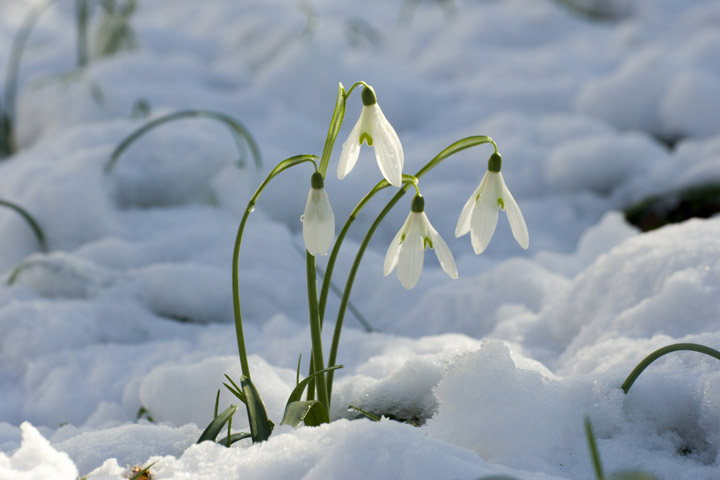 Bucaneve: storia, tradizioni e linguaggio dei fiori | Il giardino del tempo